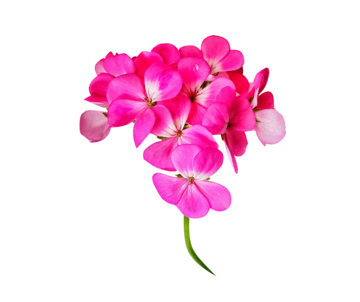 Rose Geranium Fragrance Oil – The Packhouse Online Shop